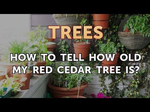 How to Tell How Old My Red Cedar Tree Is?