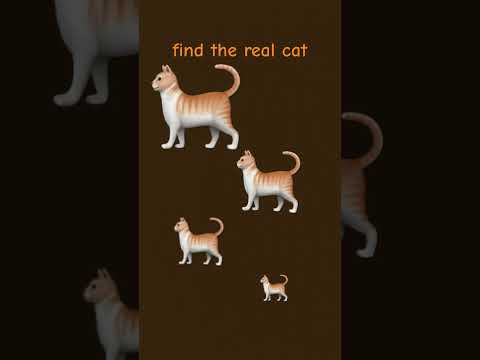 find the real cat credits to the creator