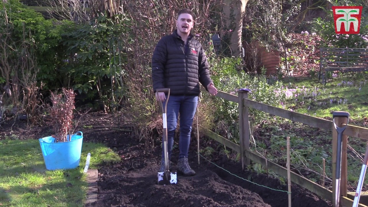 How to plant bare root hedging with Thompson & Morgan