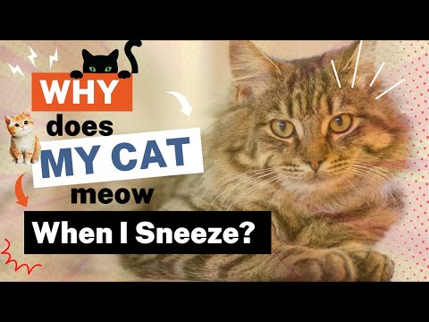 Why Does My Cat Meow When I Sneeze? Decoding This Curious Response