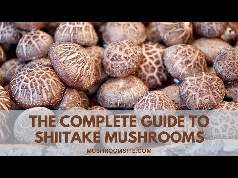 All About Shiitake Mushrooms -- Everything You Need to Know
