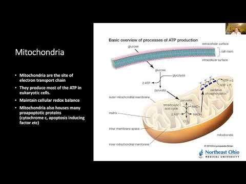 "Mitochondrial Dysfunction in Osteoarthritis: New Insights & Therapeutic Targets" - Tariq Haqqi, PhD