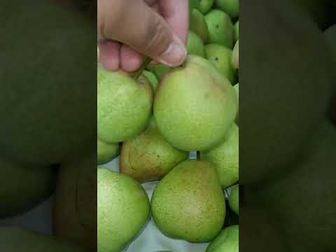 πππ₯Fresh Pear Fruits Benifits for our Health πππ₯