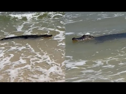 Massive Alligator Spotted on Alabama Beach