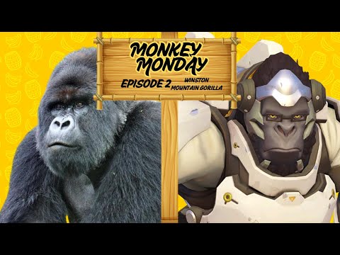 Monkey Monday Episode 2: Winston & Mountain Gorilla