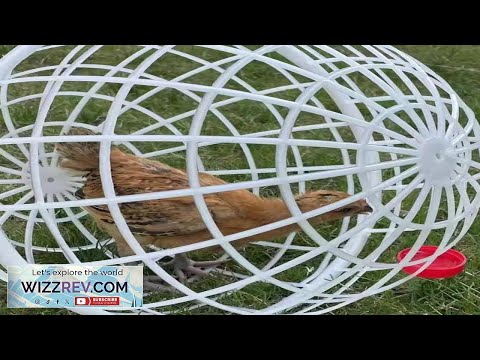 Plastic Ball Cage For Chickens 3 Pieces Spherical Pet Safety Cage Movable Review