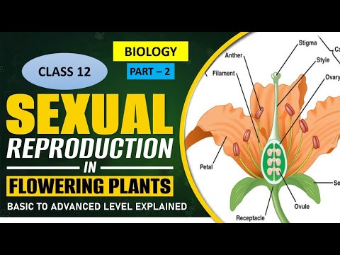 Class 12 Biology || Sexual reproduction in flowering plants ||12th Class biology |????Complete Biology????
