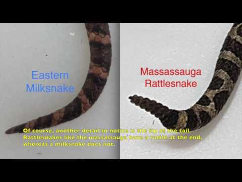 Spanish Reptiles at Risk Presentation Video
