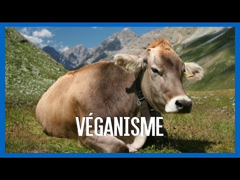Le véganisme pointé du doigt - IRL