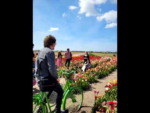 tulip barn hillegom,Netherlands