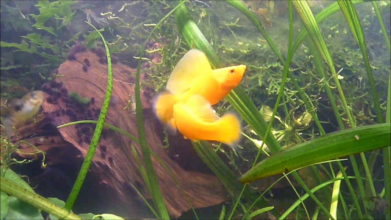 Molly Fish • Care Guide (Breeding, Tank Mates & Diet)