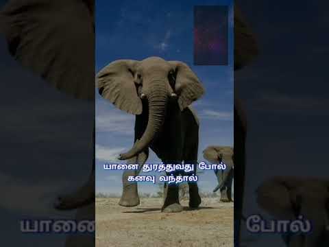 யானை துரத்துவது போல் கனவு கண்டால் என்ன நடக்கும் | yaanai kanavil vanthal enna palan | சிவ மாருதி