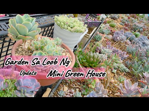 Update: Garden Sa Loob Ng Mini Green House