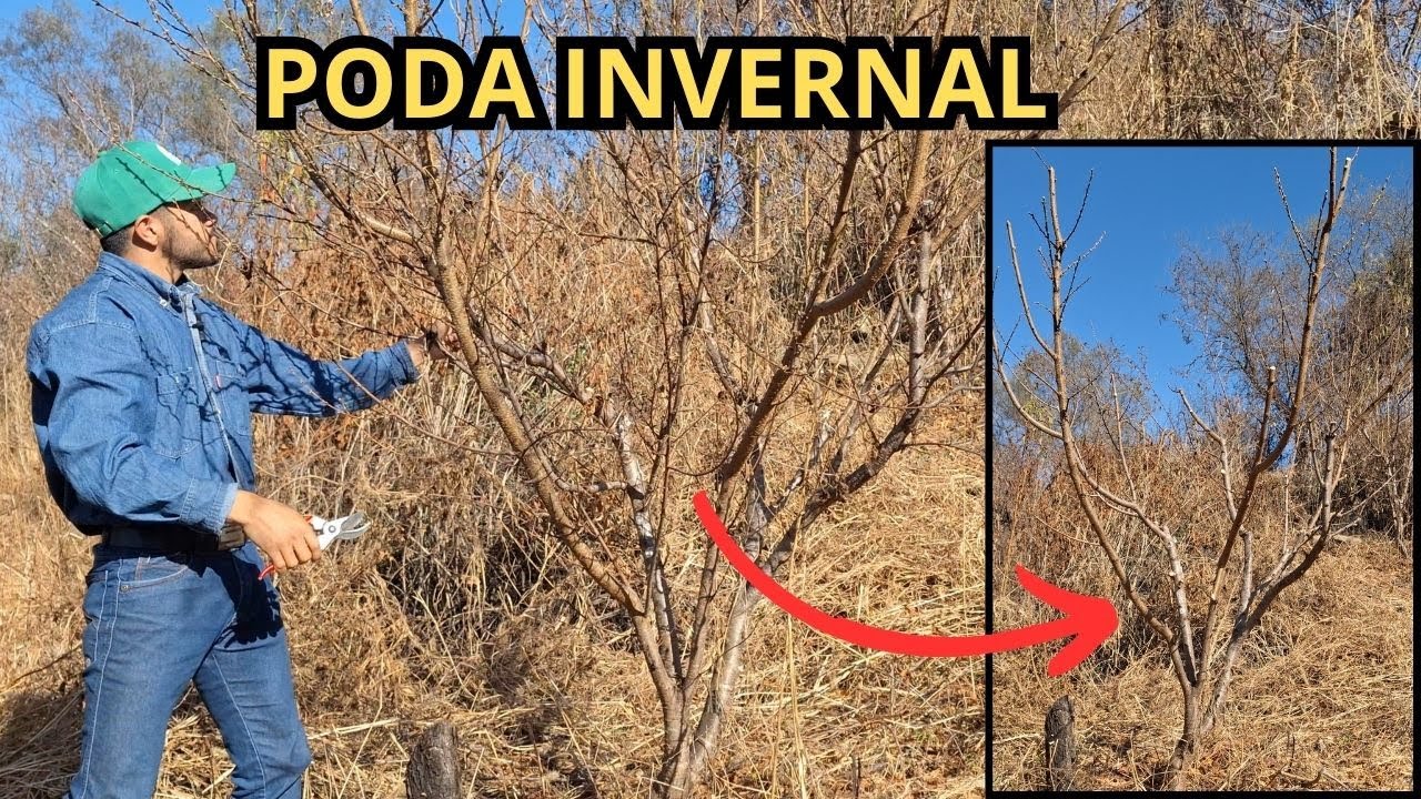 👉🏼✂PODA de FRUCTIFICACIÓN en DURAZNOS🍑🍑 [2023]✅