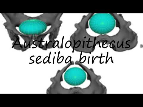 How to pronounce Australopithecus sediba birth in English?