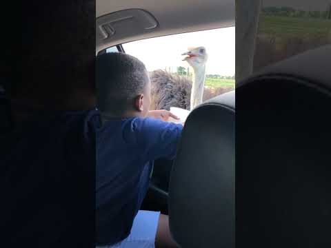 I TOOK MY AUTISTIC SONS TO THE ALAMO TN SAFARI PARK DURING COVID!! #asd #covid19 #shorts