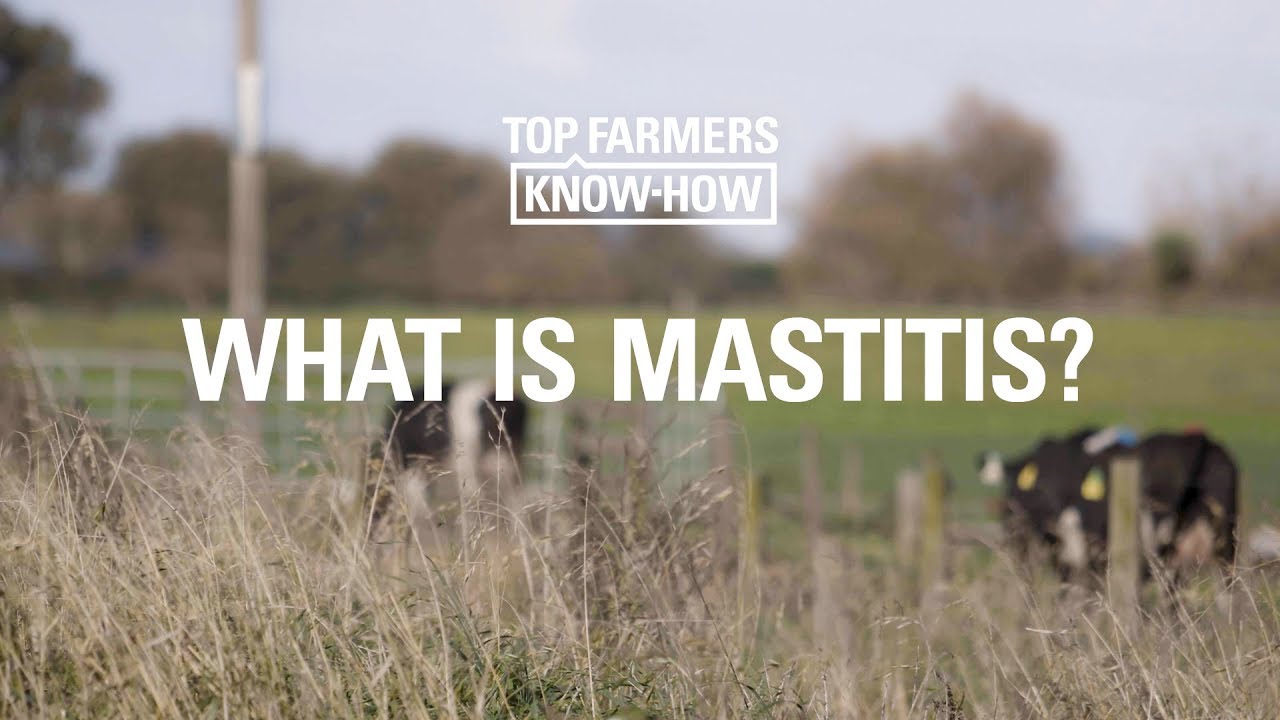 MASTITIS SERIES: WHAT IS MASTITIS?