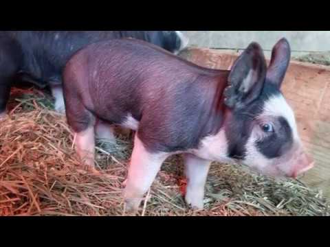 4-H Swine Project