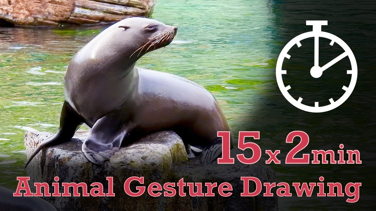 Animal Drawing References #240 - 15x2min poses - Cape Fur Seal