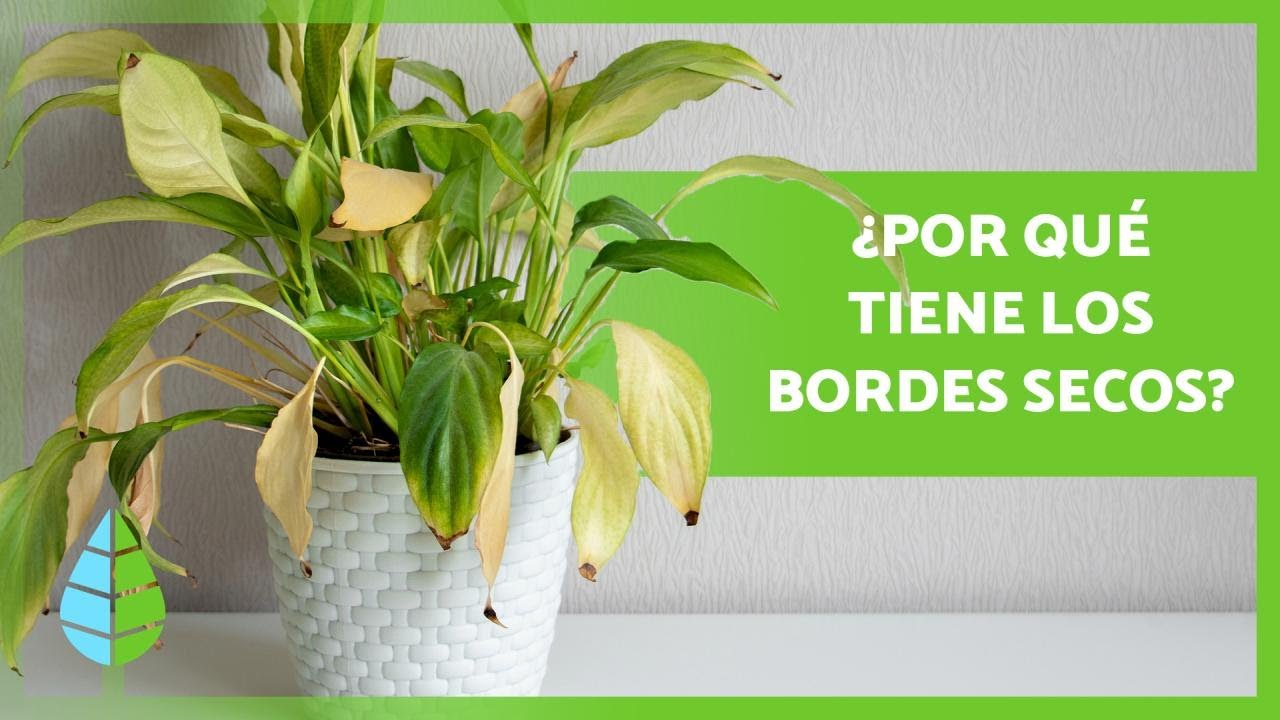 Why do the tips of plant leaves dry out? 🌿 (5 Reasons)