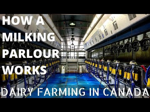How A Milk Parlour Works
