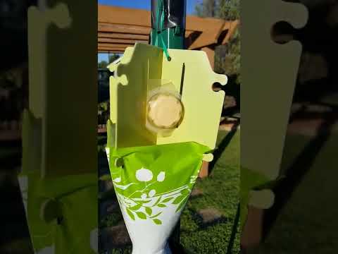 Bag O' Japanese Beetles #shorts