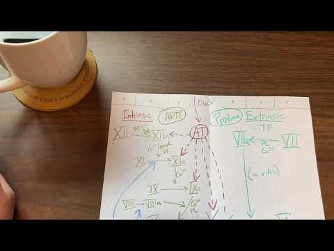 Tissue Factor Pathway Inhibitor