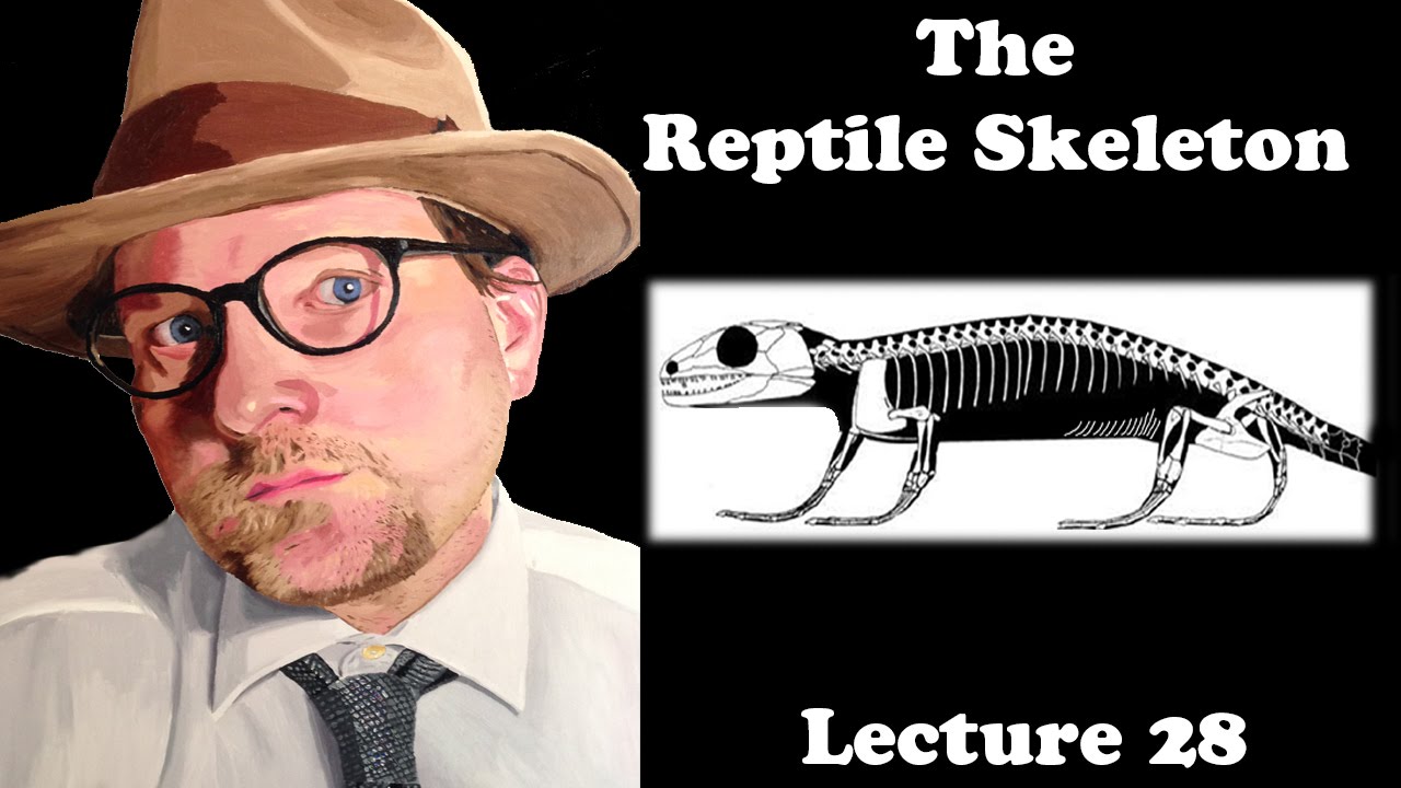 Lecture 28 The Reptile Skeleton