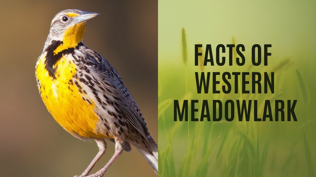The Facts of Western Meadowlark - Range - Eggs - Habitats - Nest Building - Size - Scientific Name