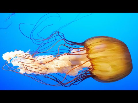 American Sign Language ASL Video Dictionary - jellyfish
