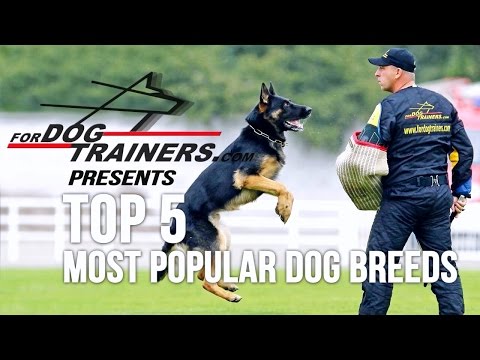 Top 5 Most Popular Dog Breeds according to AKC 🐕