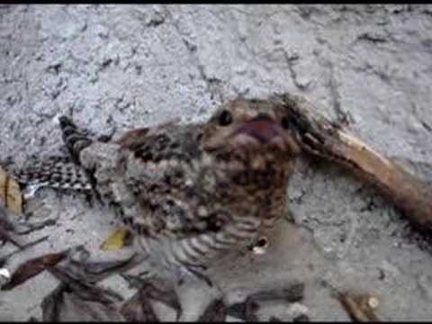 Nighthawk – Videos | Lee's Birdwatching Adventures Plus