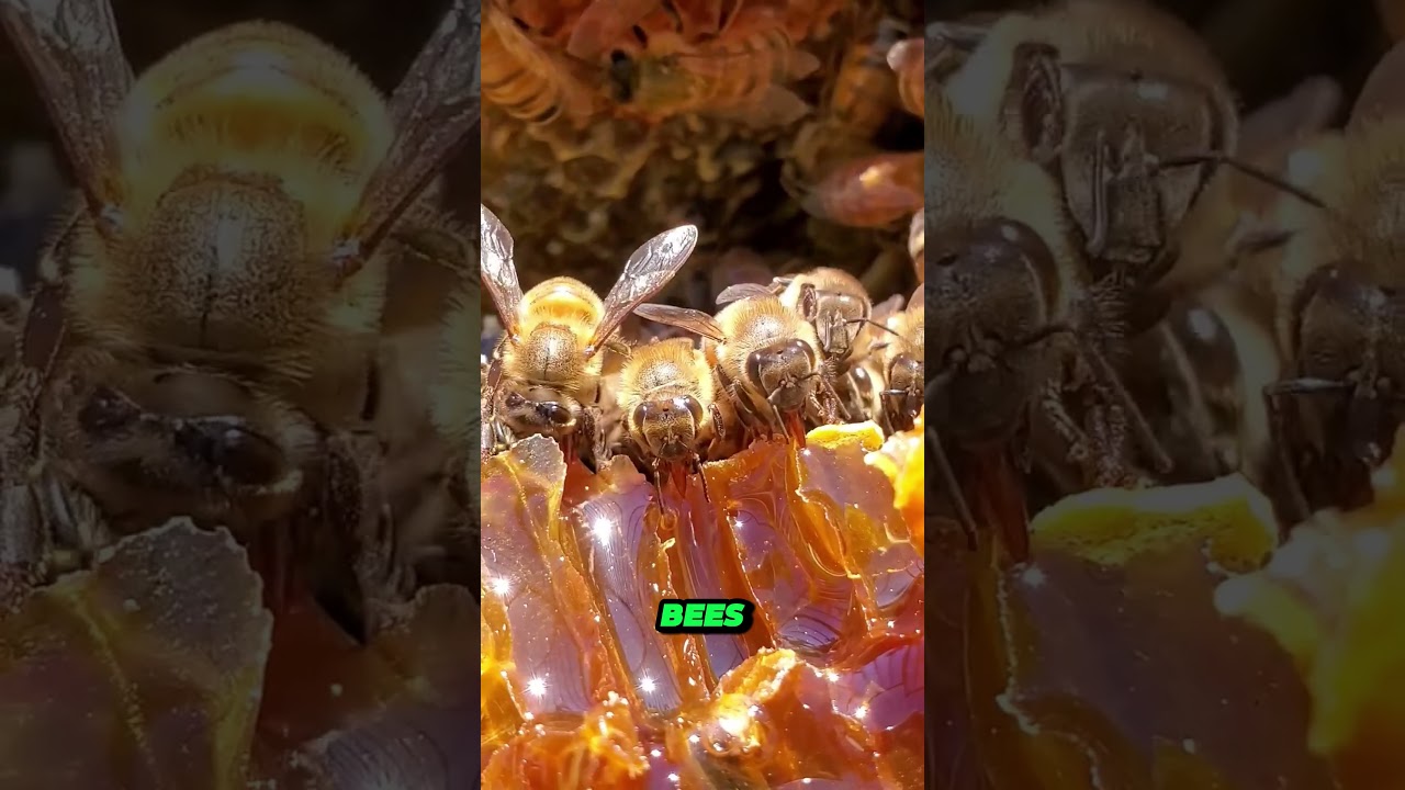 How bees make honey🤯