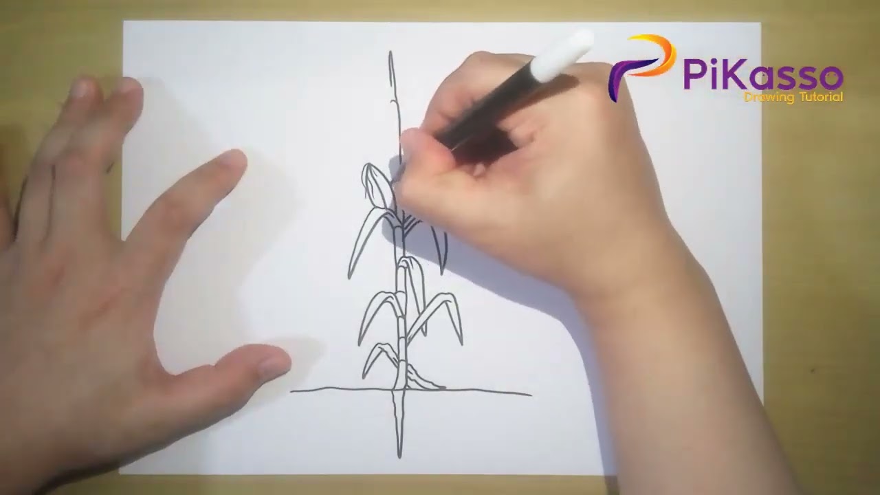 Corn Plant Easy Drawing Tutorial