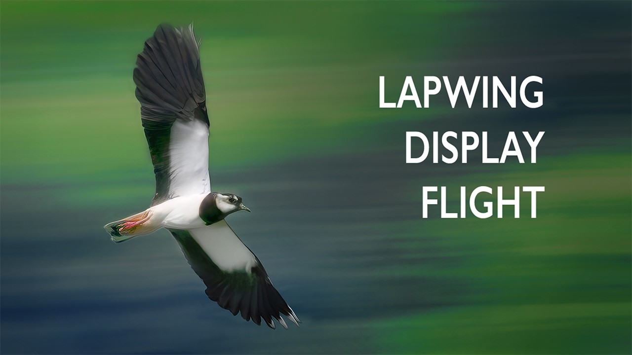 Lapwing Display Flight: A Complete Guide (Documentary)