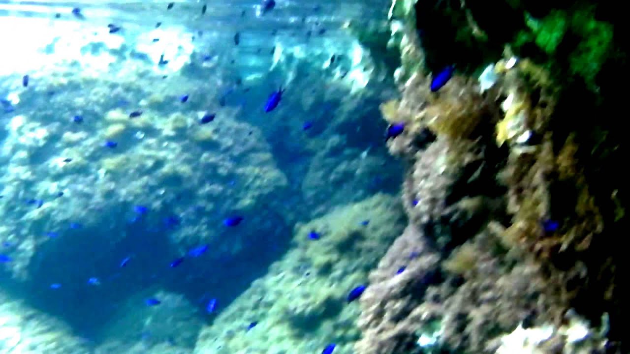 Acapulco Damselfish