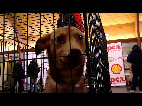 SPCA holds Adopt-a-Pet Fund telethon at Local 12