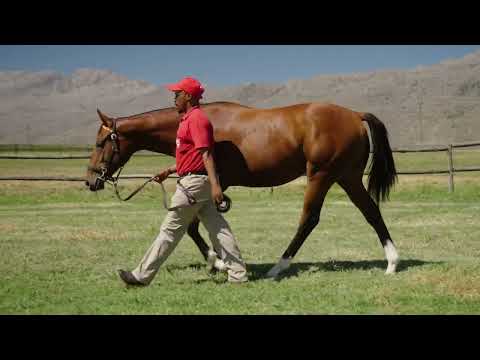 Born to Run: Witness the Stunning Movement of This Yearling Colt, Lot 31 Acaciawood x Vercingetorix
