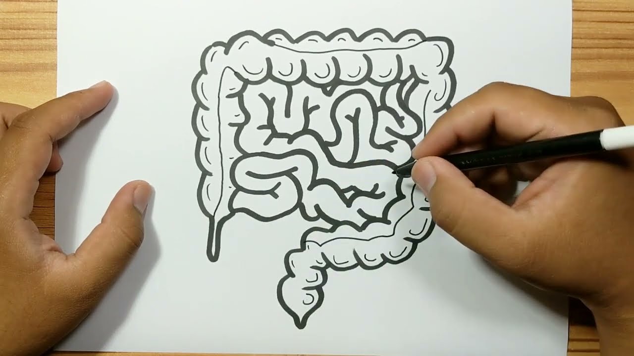 How to draw INTESTINES EASY