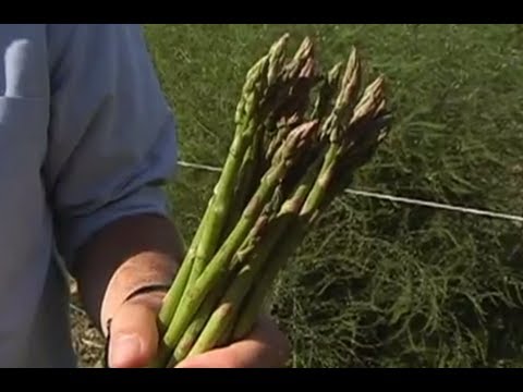 The Benefits of Eating Asparagus - Men's Health