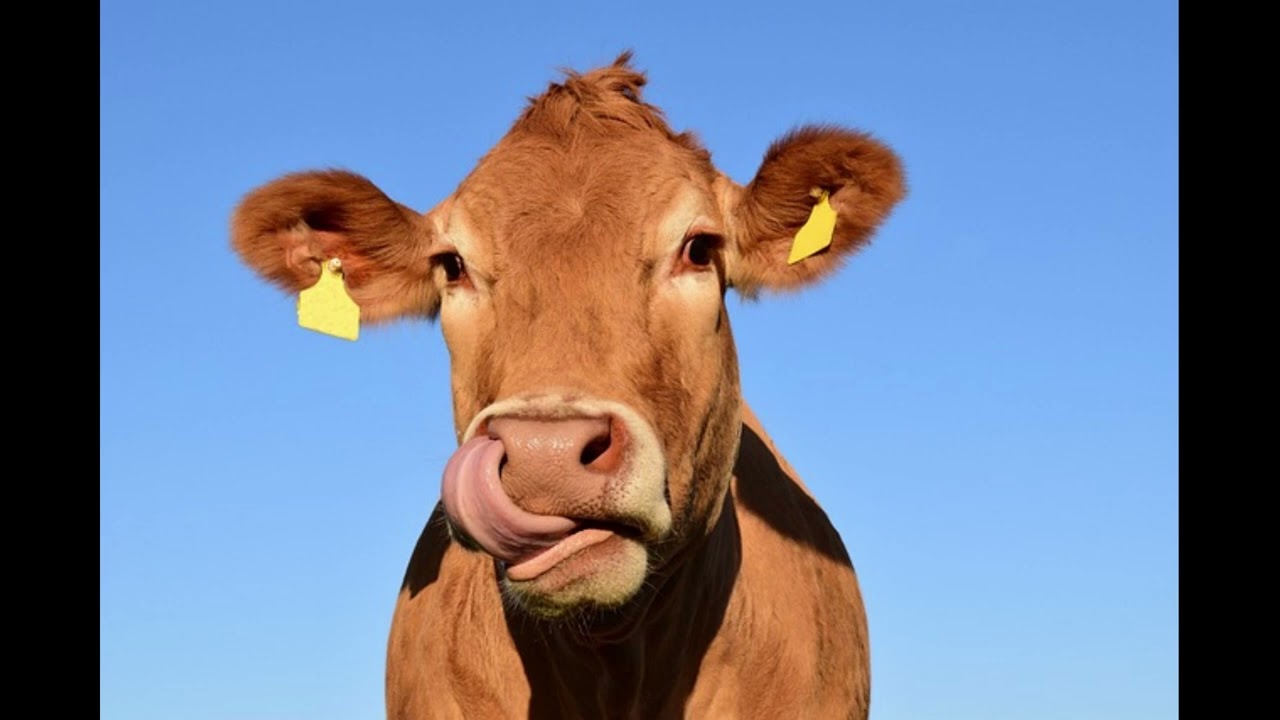 1 hour of silence occasionally broken up by cow mooing