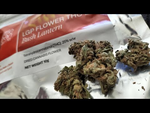 Medical Cannabis Australia - Phe's Reviews - Little Green Pharma Bush Lantern Blueberry Kush