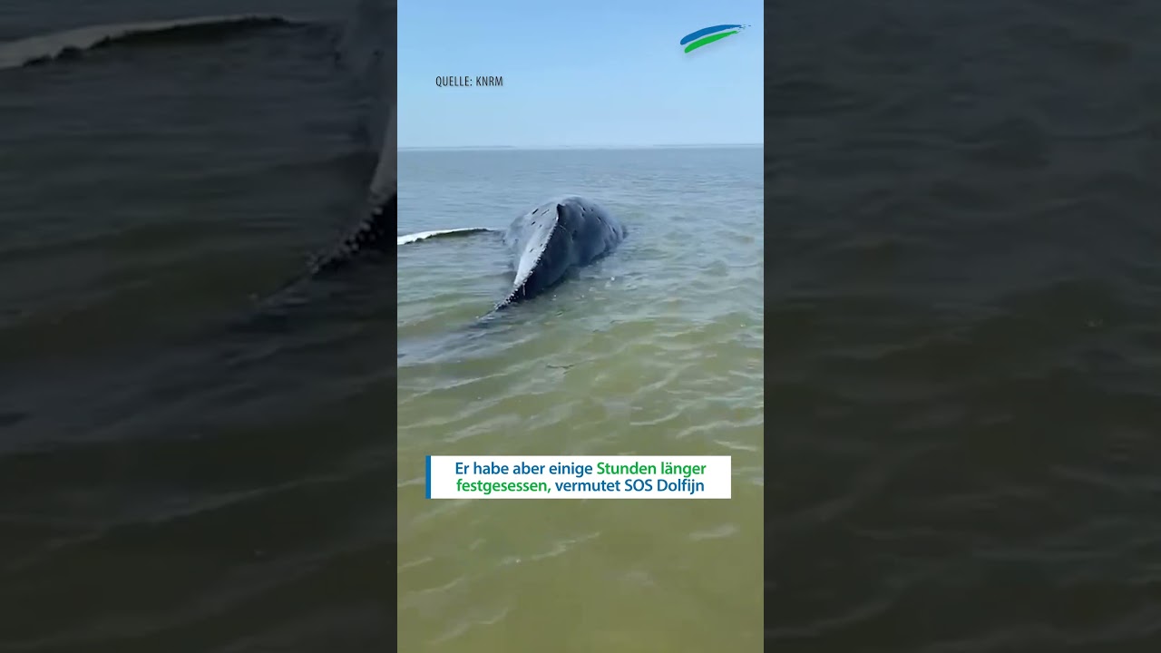 Buckelwal strandet vor Ameland (Juli 2024)