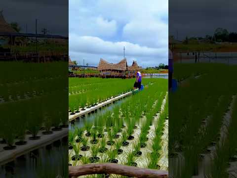 Vietnam's Ingenious Rice & Fish Farming Technique ????????