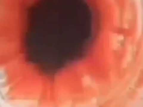 13th Floor Elevators "Slip Inside This House" 🏘️ footage 60s Austin