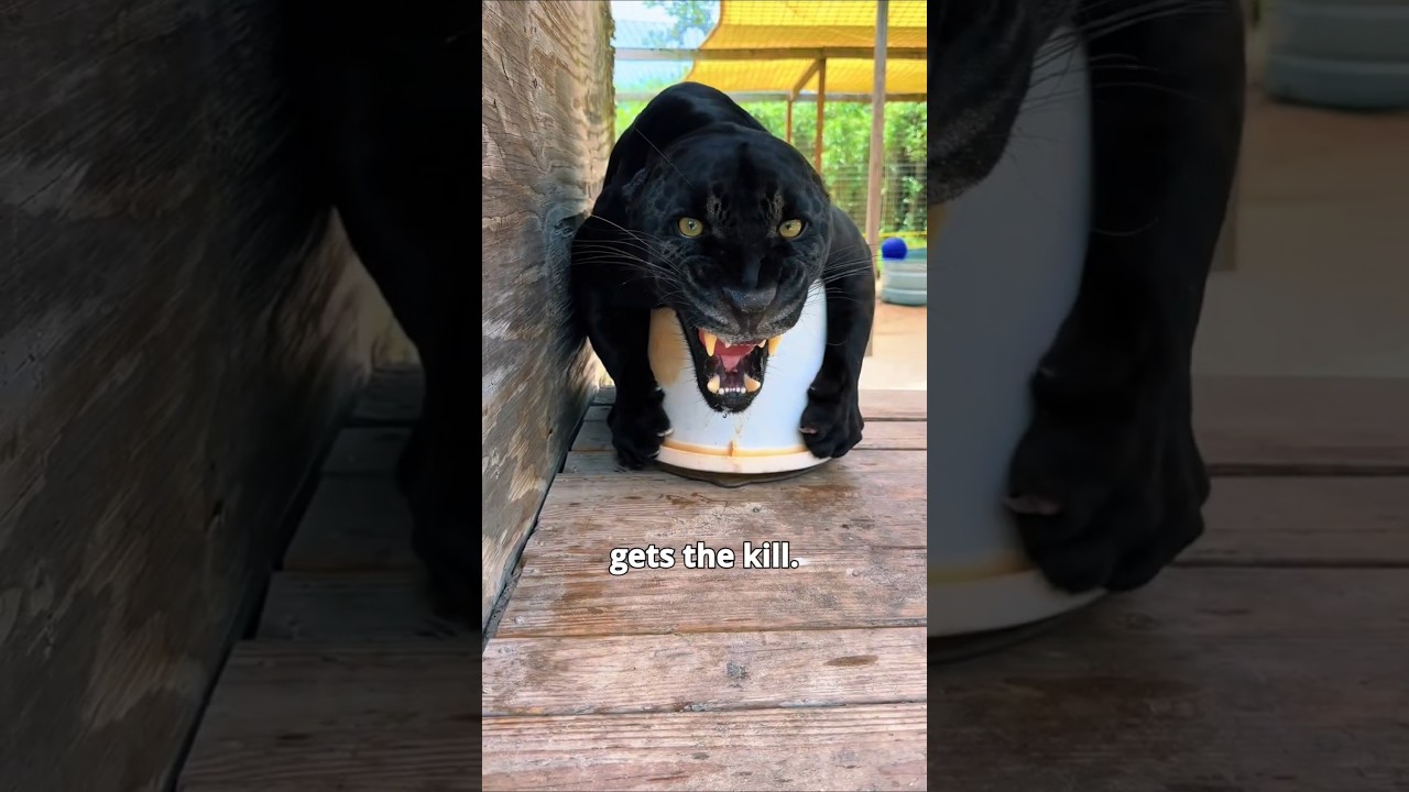 Why Jaguars Are More Dangerous Than Lions #jaguar #shorts #animalfacts  #americanwildlife