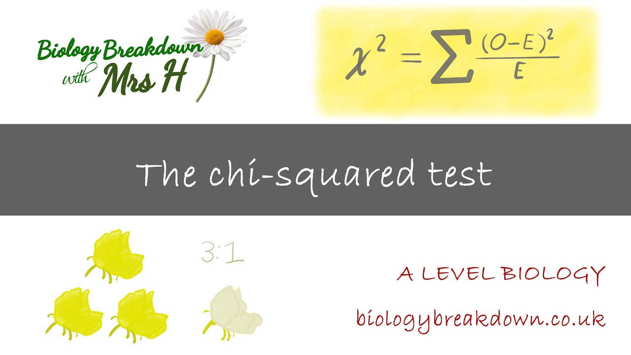 Understanding the Chi-Squared Test in A-Level Biology | Galaxy.ai