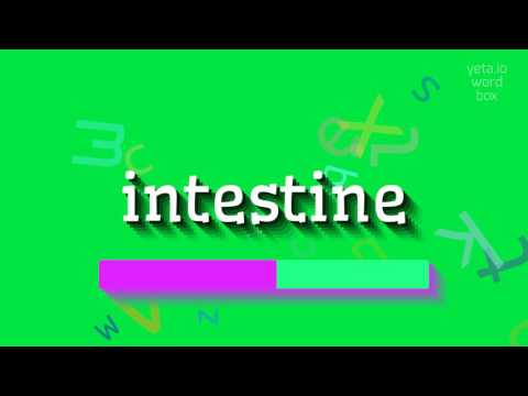 How to say "intestine"! (High Quality Voices)