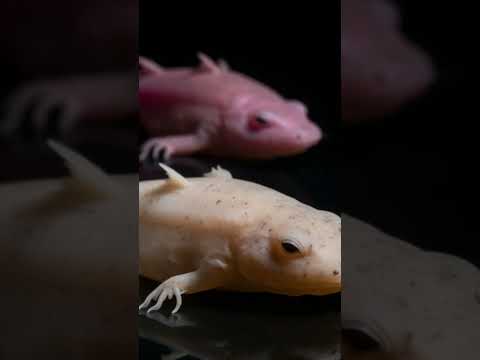 π¦ Axolotls: The Regeneration Superstars of the Animal Kingdom π¬