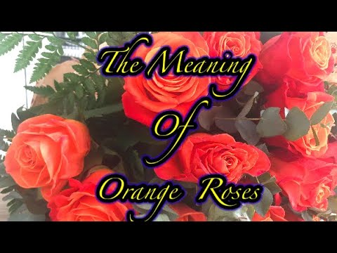 What is the Symbolism Behind Orange Roses?